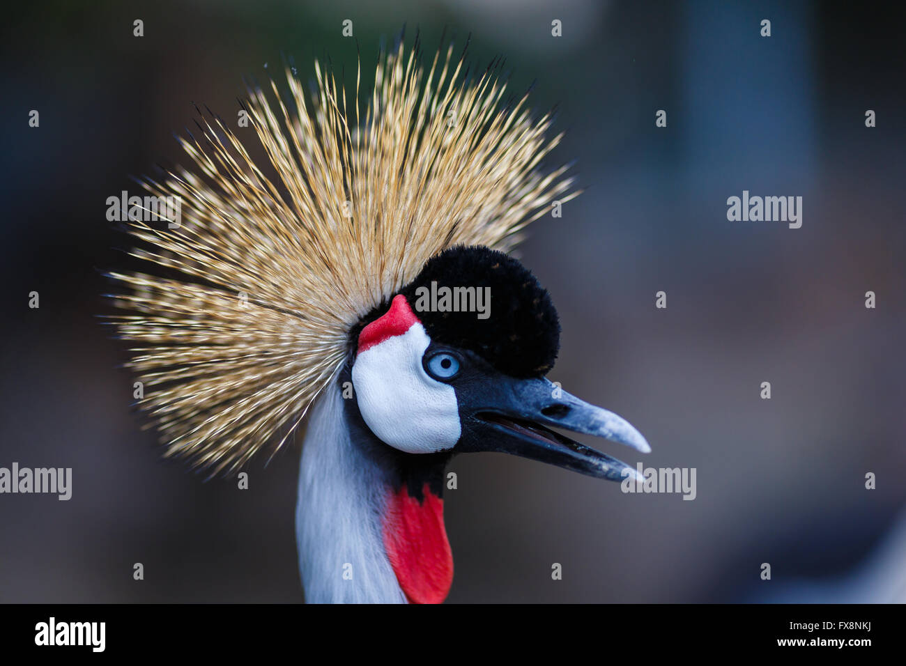 Beautiful crowned crane with blue eye and red wattle Stock Photo - Alamy