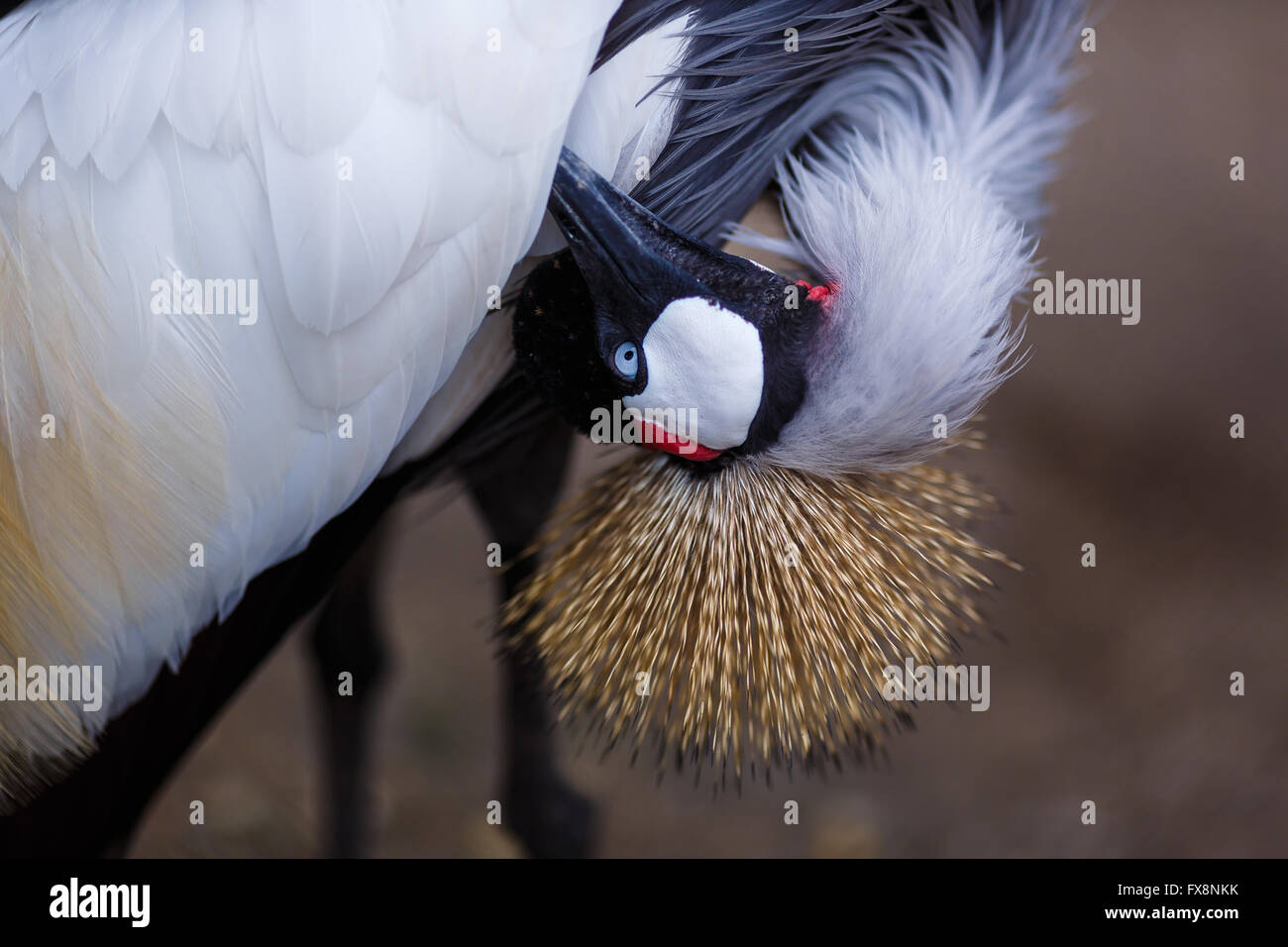 Beautiful crowned crane with blue eye and red wattle Stock Photo - Alamy