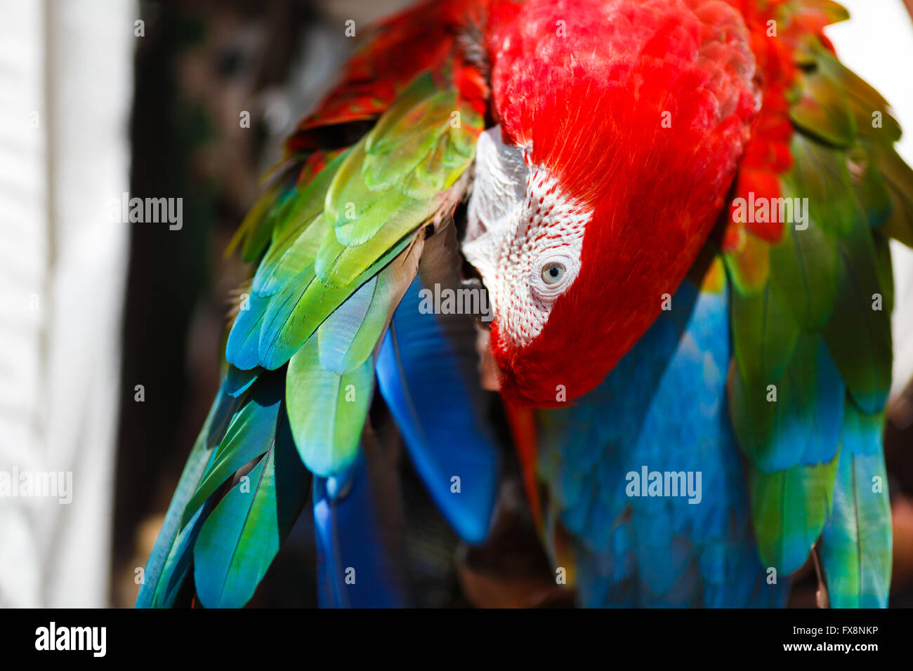 Upside Down Parrot Stock Photos & Upside Down Parrot Stock Images - Alamy