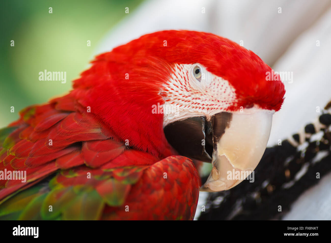 Close up portrait of a colourful parrot Stock Photo - Alamy