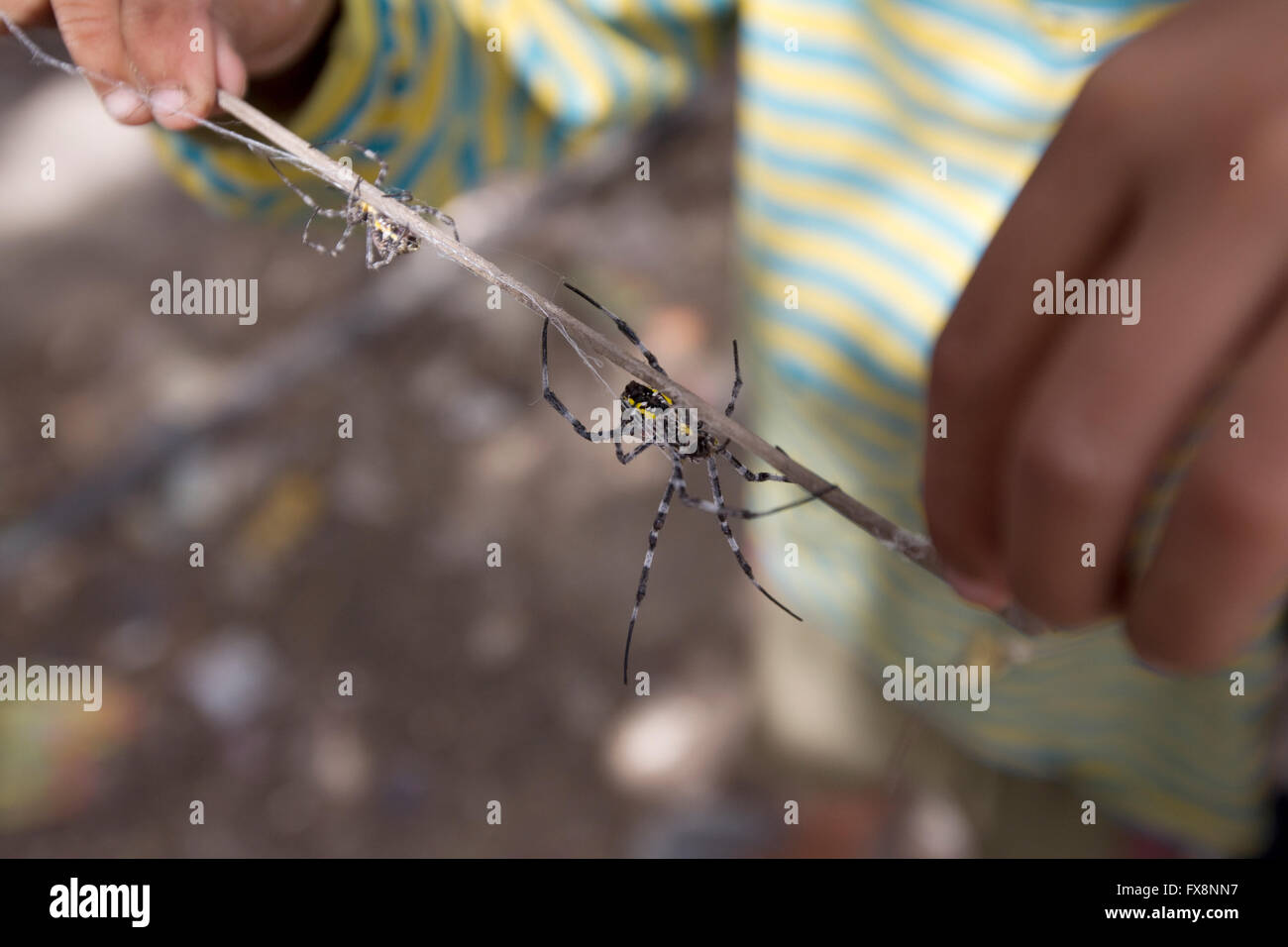 Filipino children participating in a game of spider fighting Stock ...