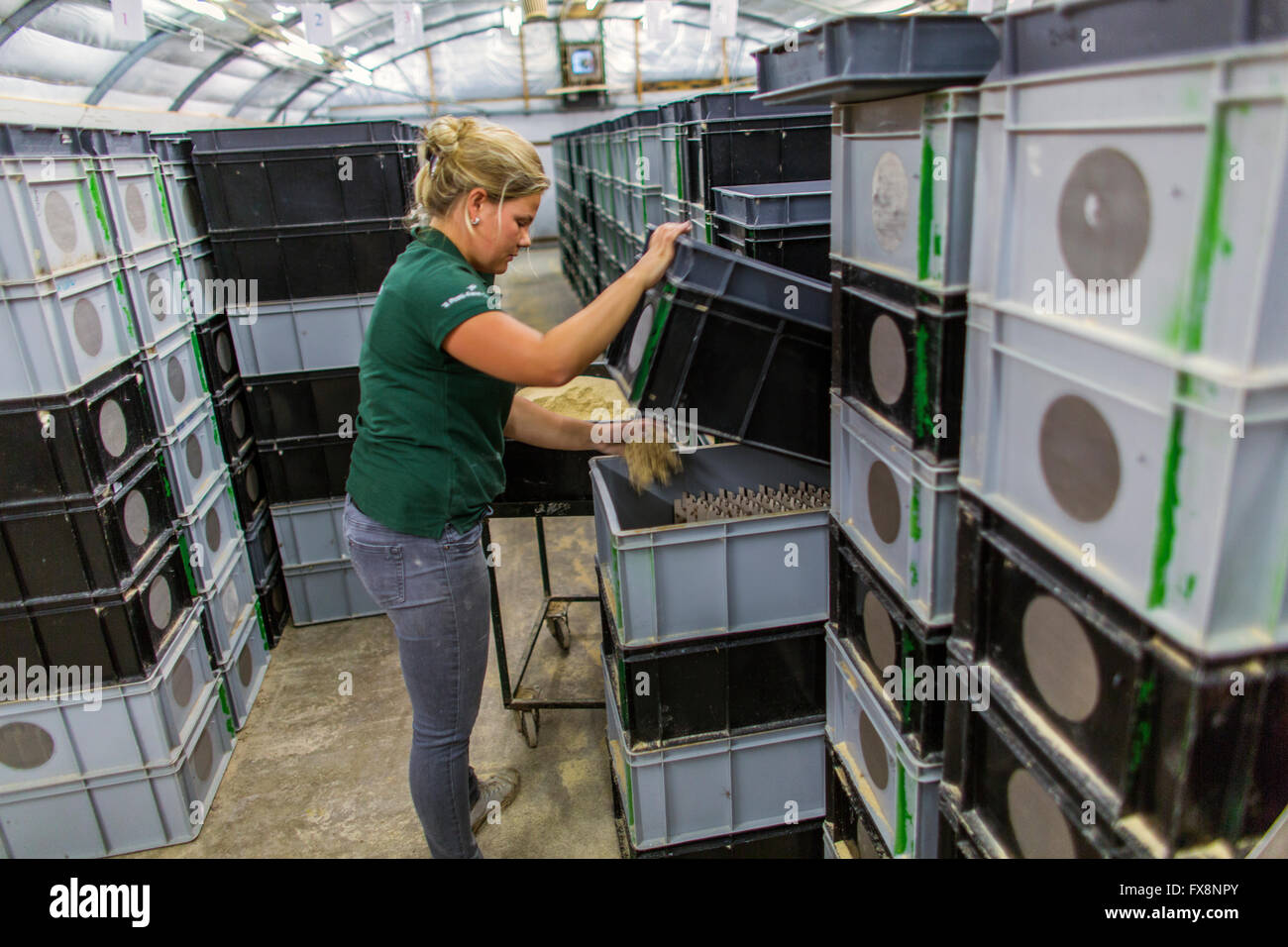 Feeding insects at an insect farm in Holland Stock Photo - Alamy