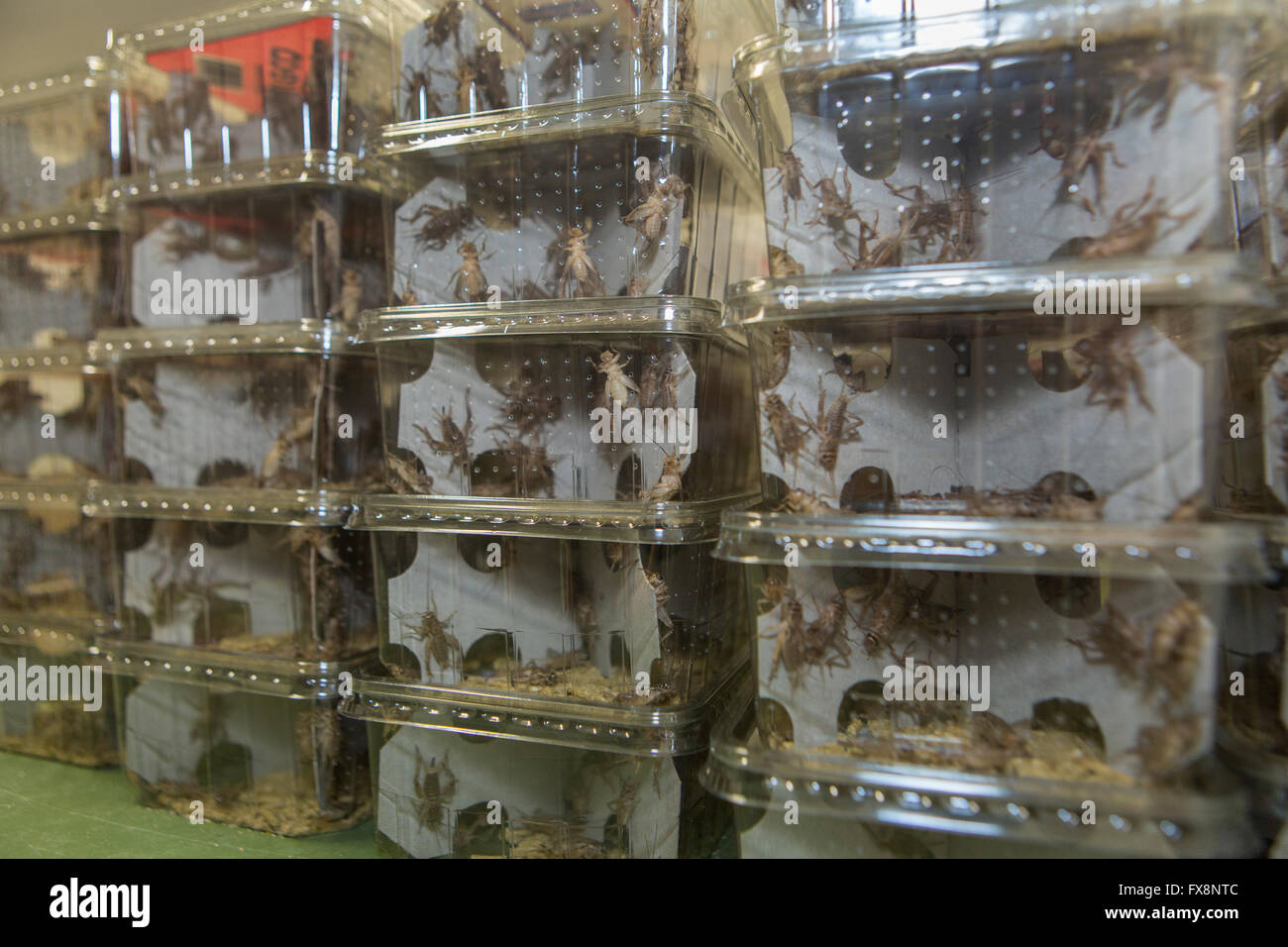 large scale production of edible insects (crickets) in Holland Stock ...