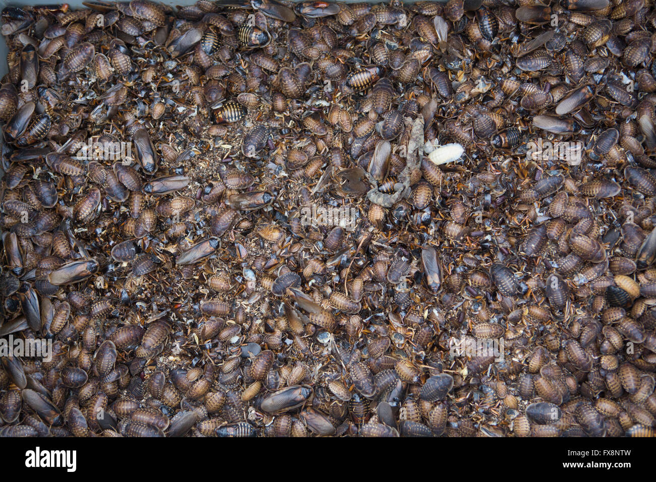 large scale production of edible insects (cockroaches-Blaptica Dubia ...