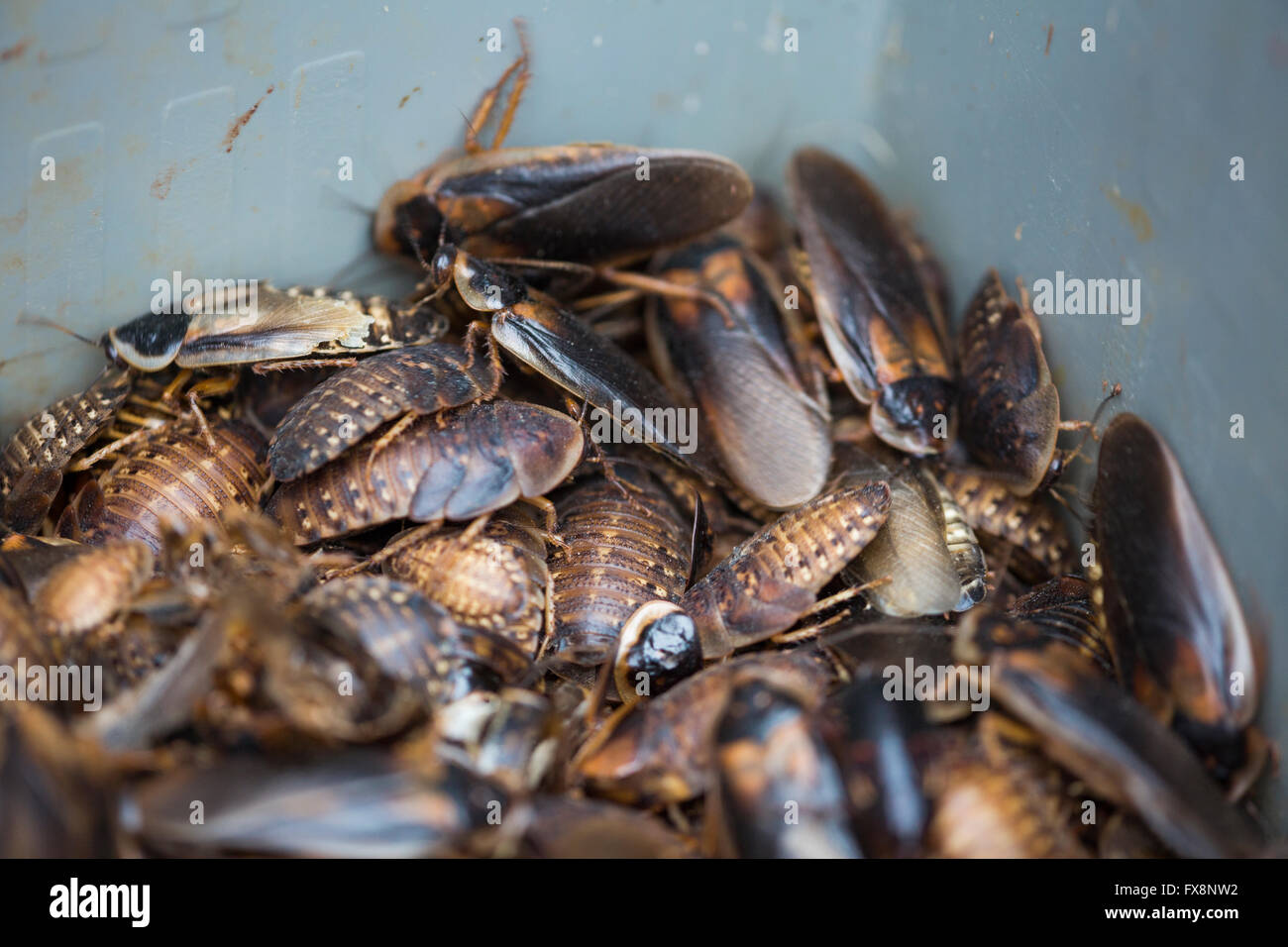 large scale production of edible insects (cockroaches-Blaptica Dubia ...