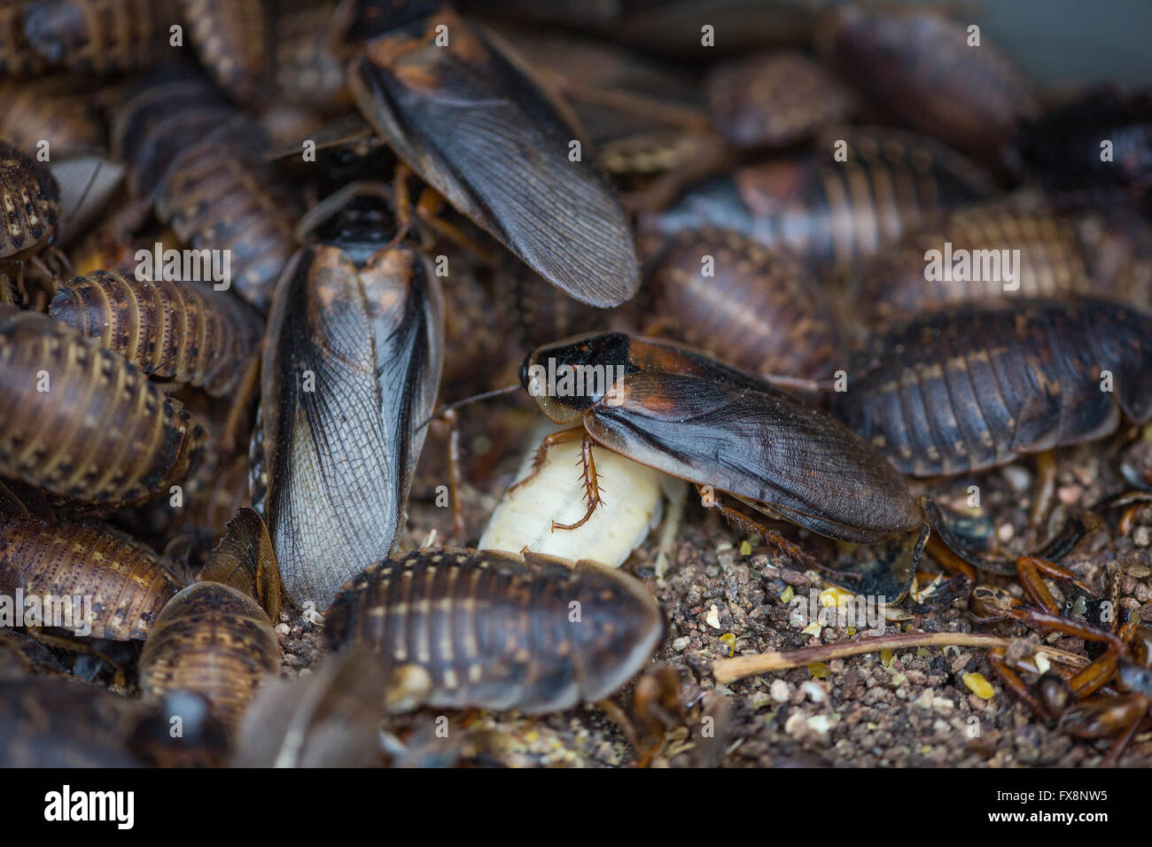 large scale production of edible insects (cockroaches-Blaptica Dubia ...