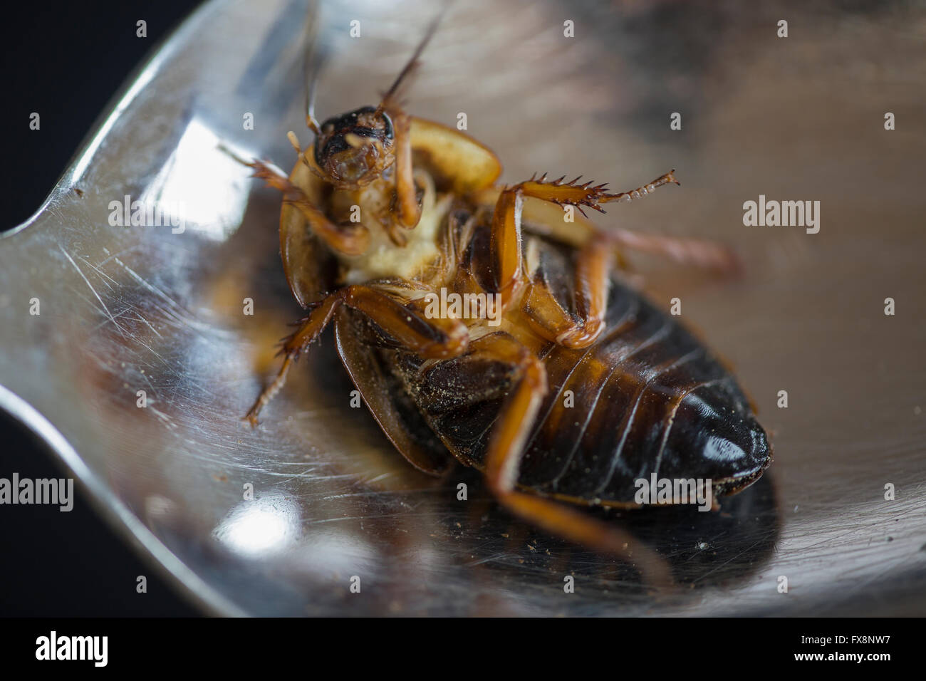Eating cockroaches hi-res stock photography and images - Alamy