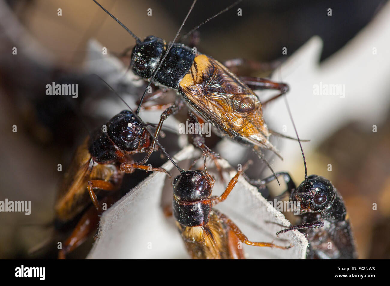 Human breeding hi-res stock photography and images - Alamy