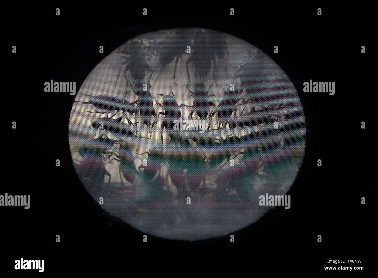 Human breeding hi-res stock photography and images - Alamy