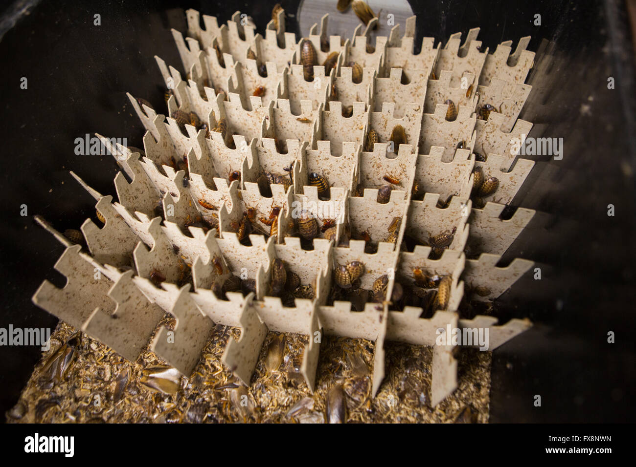 Breeding cockroaches blaptica dubia pet hi-res stock photography and ...