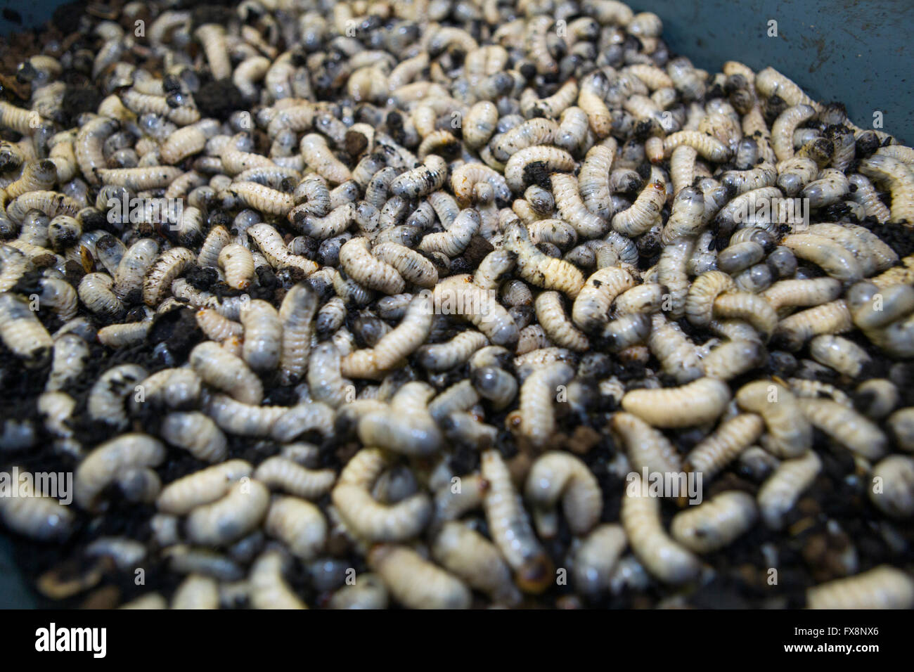 breeding of Dola larvae (Pachnoda butana Stock Photo - Alamy