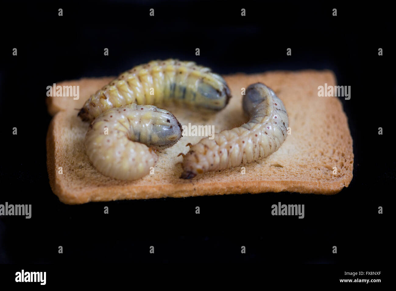 Butana hi-res stock photography and images - Alamy