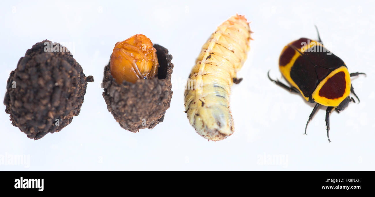 Butana hi-res stock photography and images - Alamy