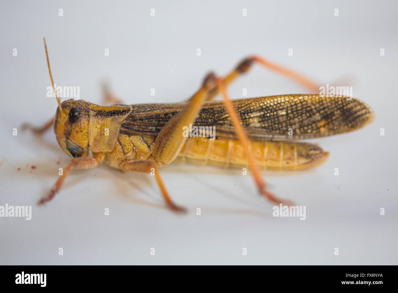 Edible Chocolate Covered Grasshoppers