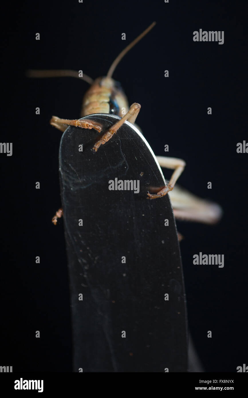 large scale production of edible insects (Grasshopper -Locusta ...