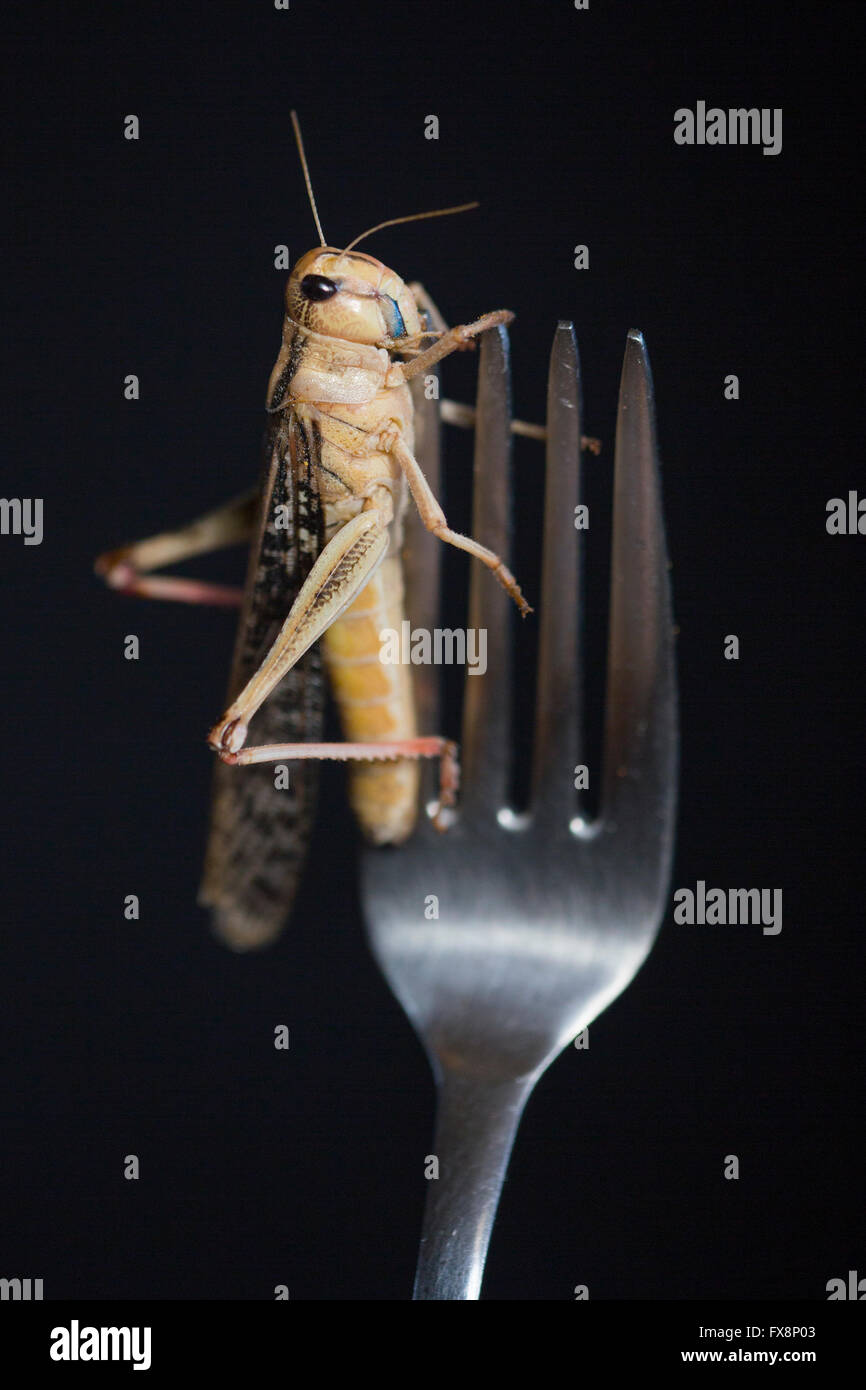 large scale production of edible insects (Grasshopper -Locusta ...