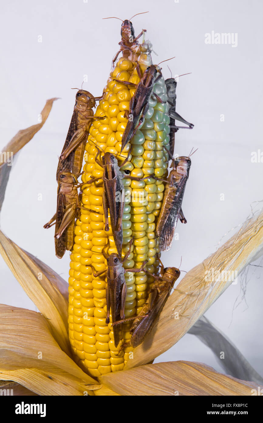 large scale production of edible insects (Grasshopper -Locusta ...