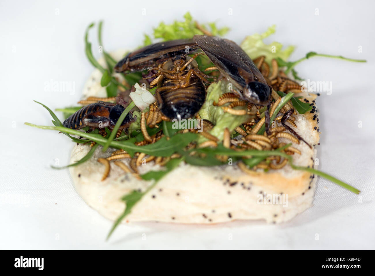 breeding of Cockroaches (Blaptica dubia) for food Stock Photo - Alamy