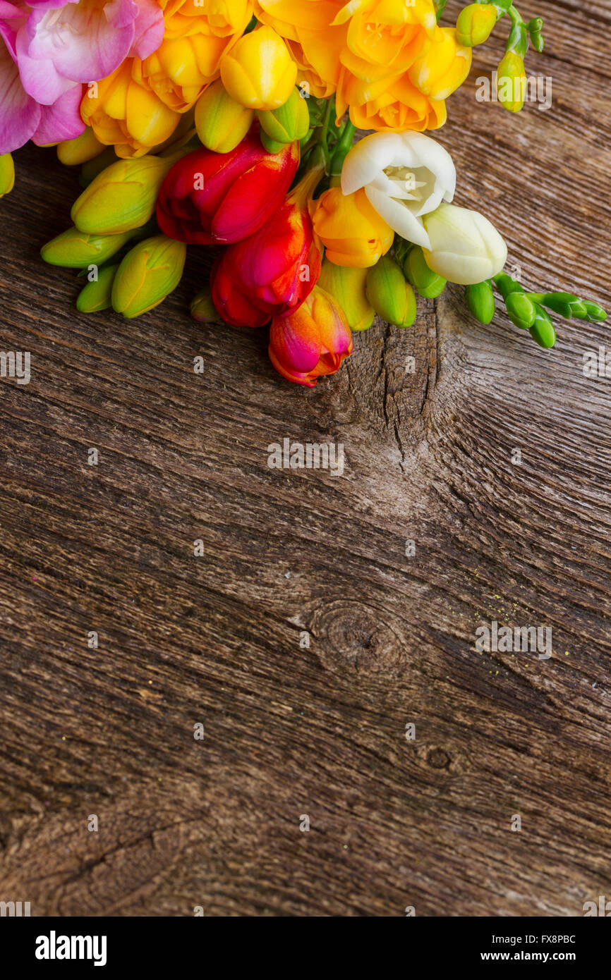 Freesias garden border hi-res stock photography and images - Alamy