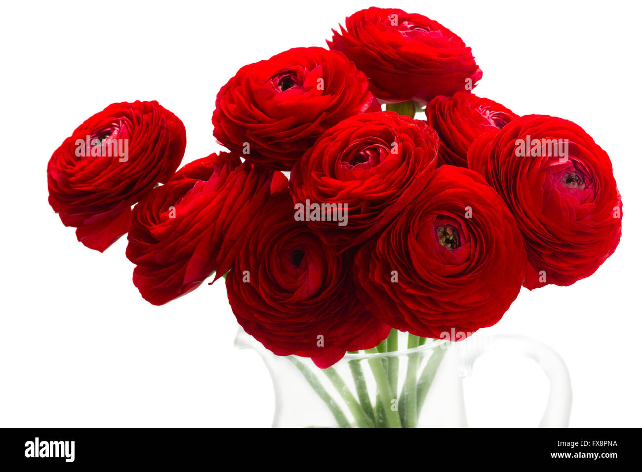 Scarlet ranunculus hi-res stock photography and images - Alamy