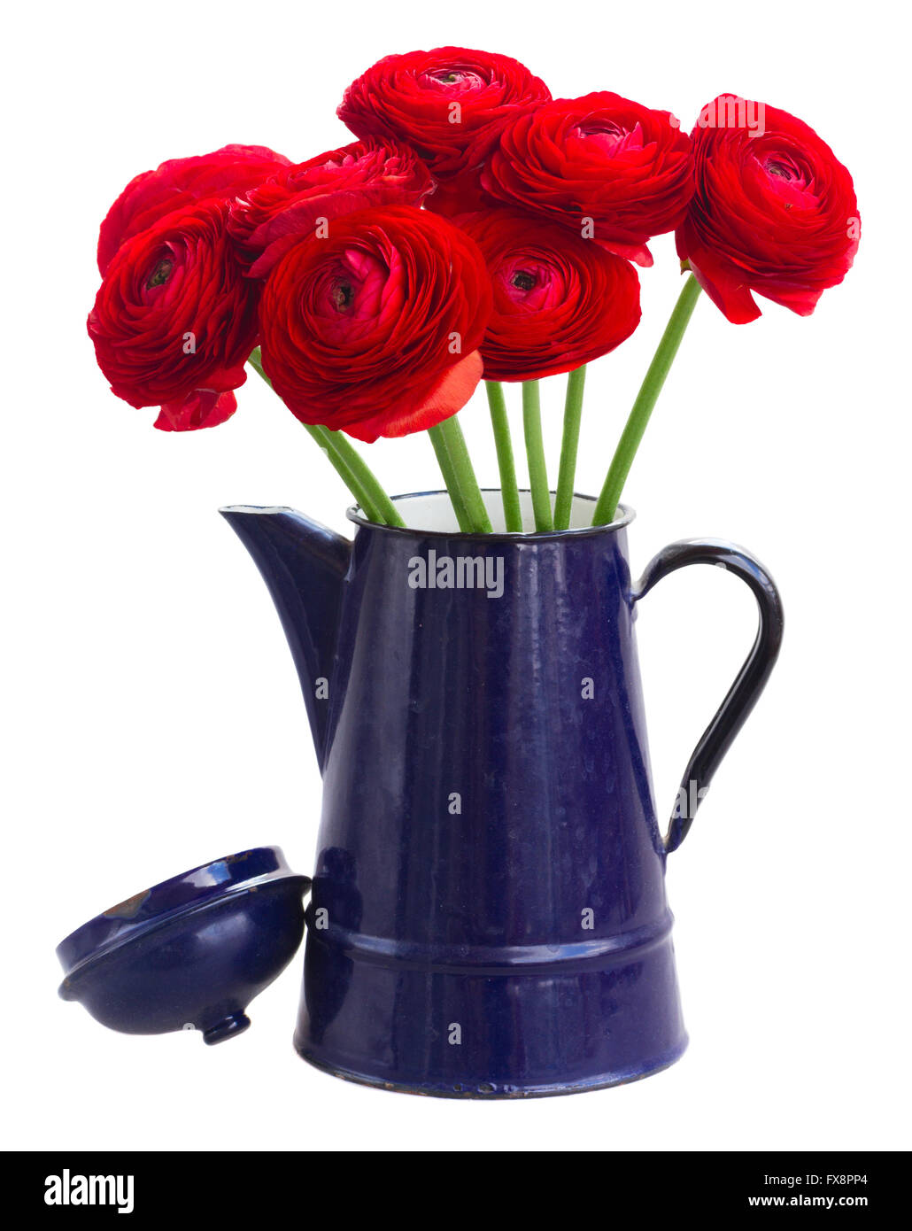 red ranunculus flowers Stock Photo - Alamy