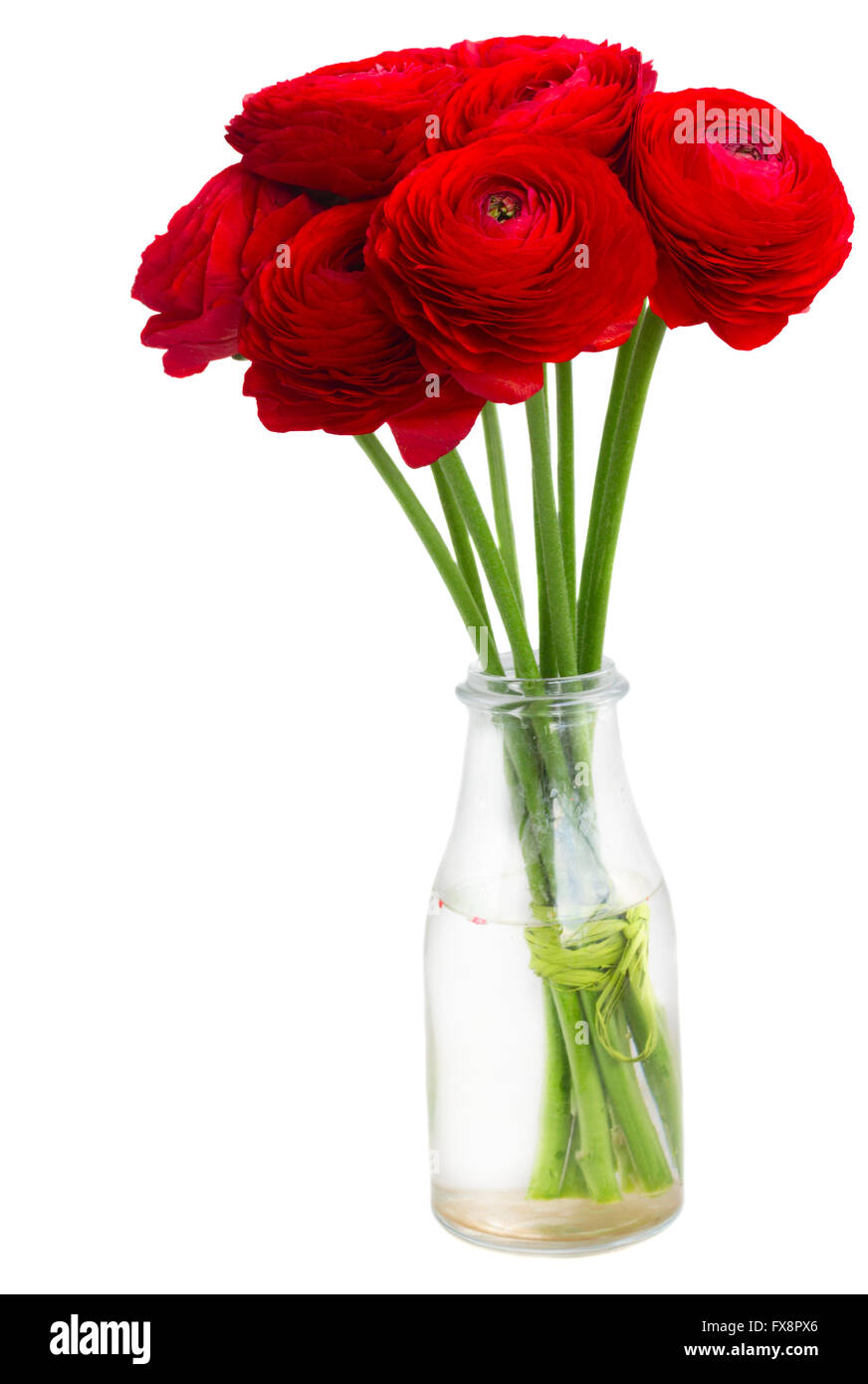 red ranunculus flowers Stock Photo - Alamy