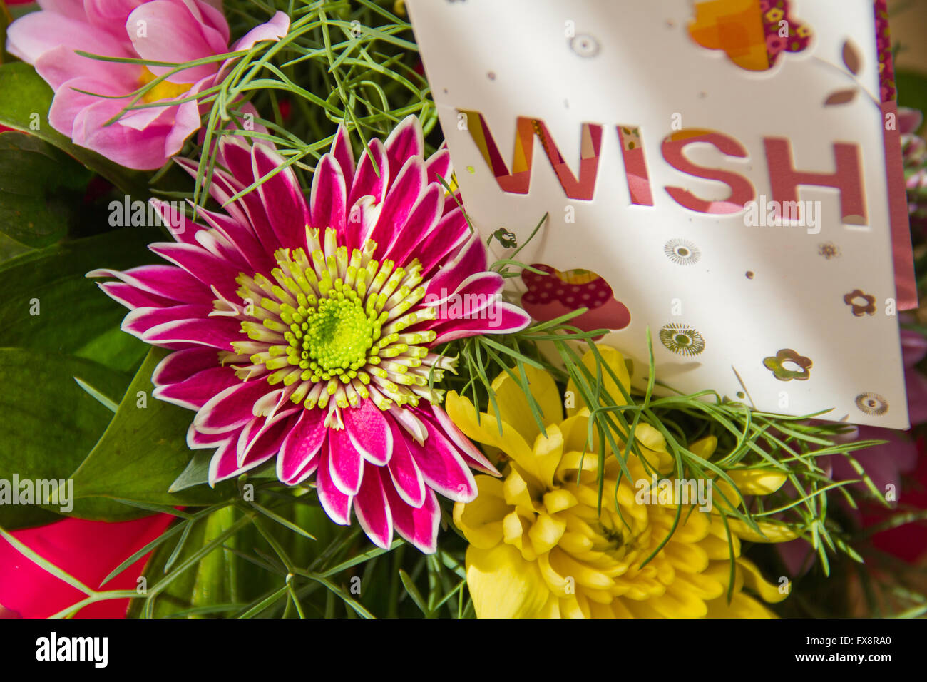 daisy, bouquet, card, wish, wishes, message, birthday, occasion ...
