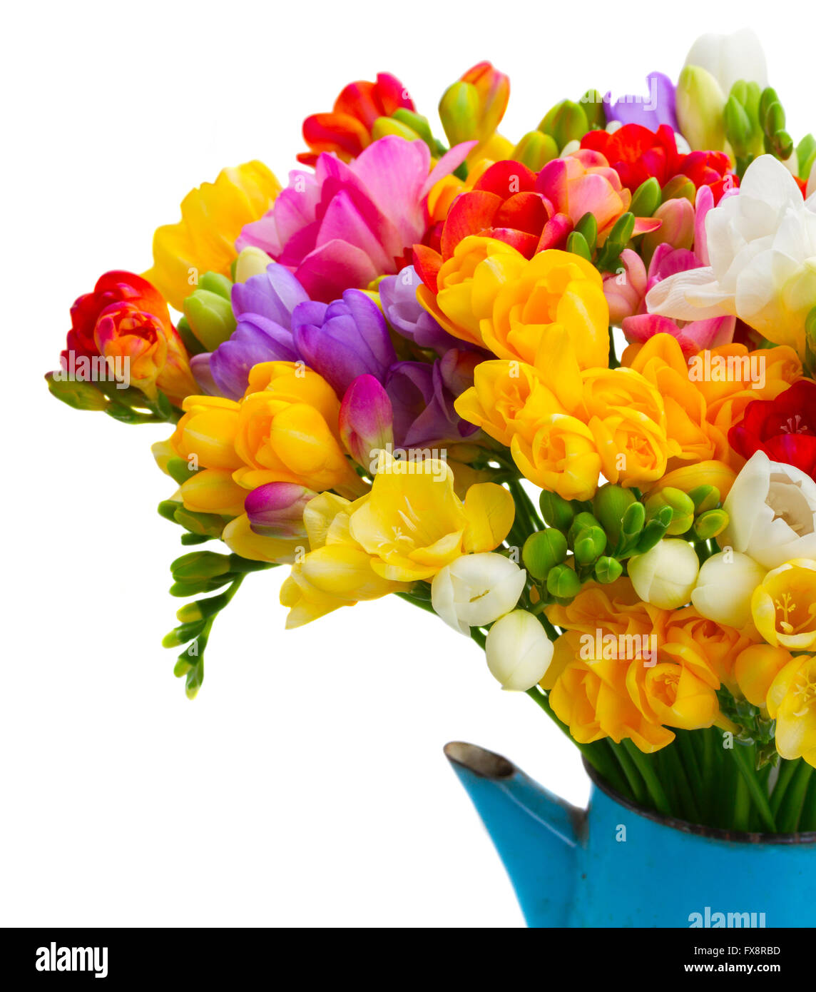 Freesias pot hi-res stock photography and images - Alamy