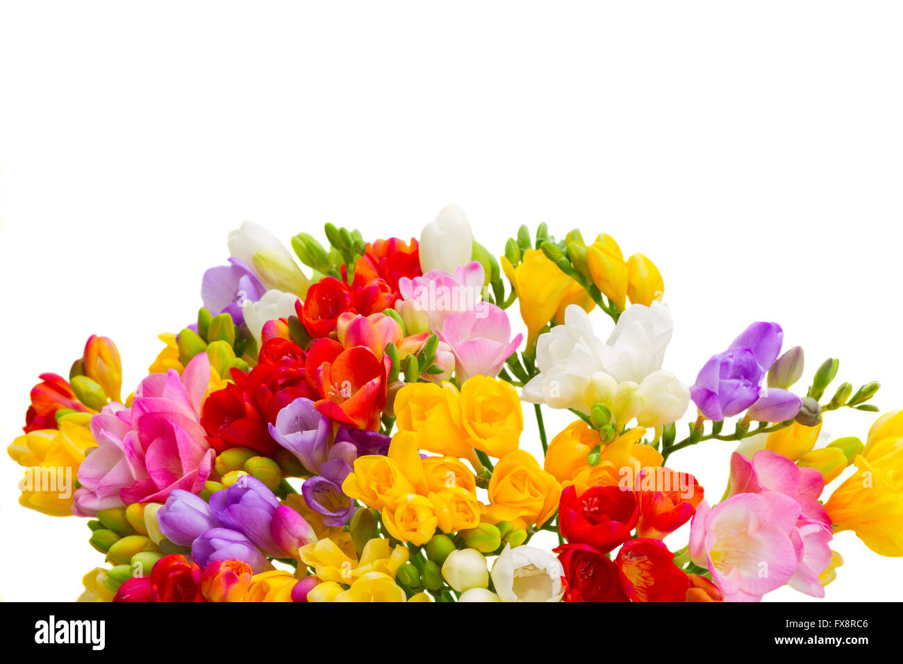 Freesias pot hi-res stock photography and images - Alamy