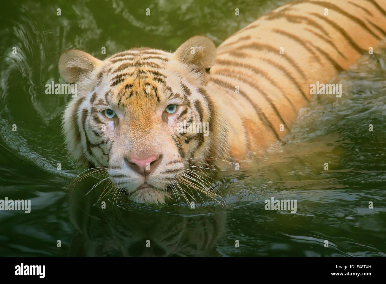 White tiger symbol of success and might Stock Photo - Alamy
