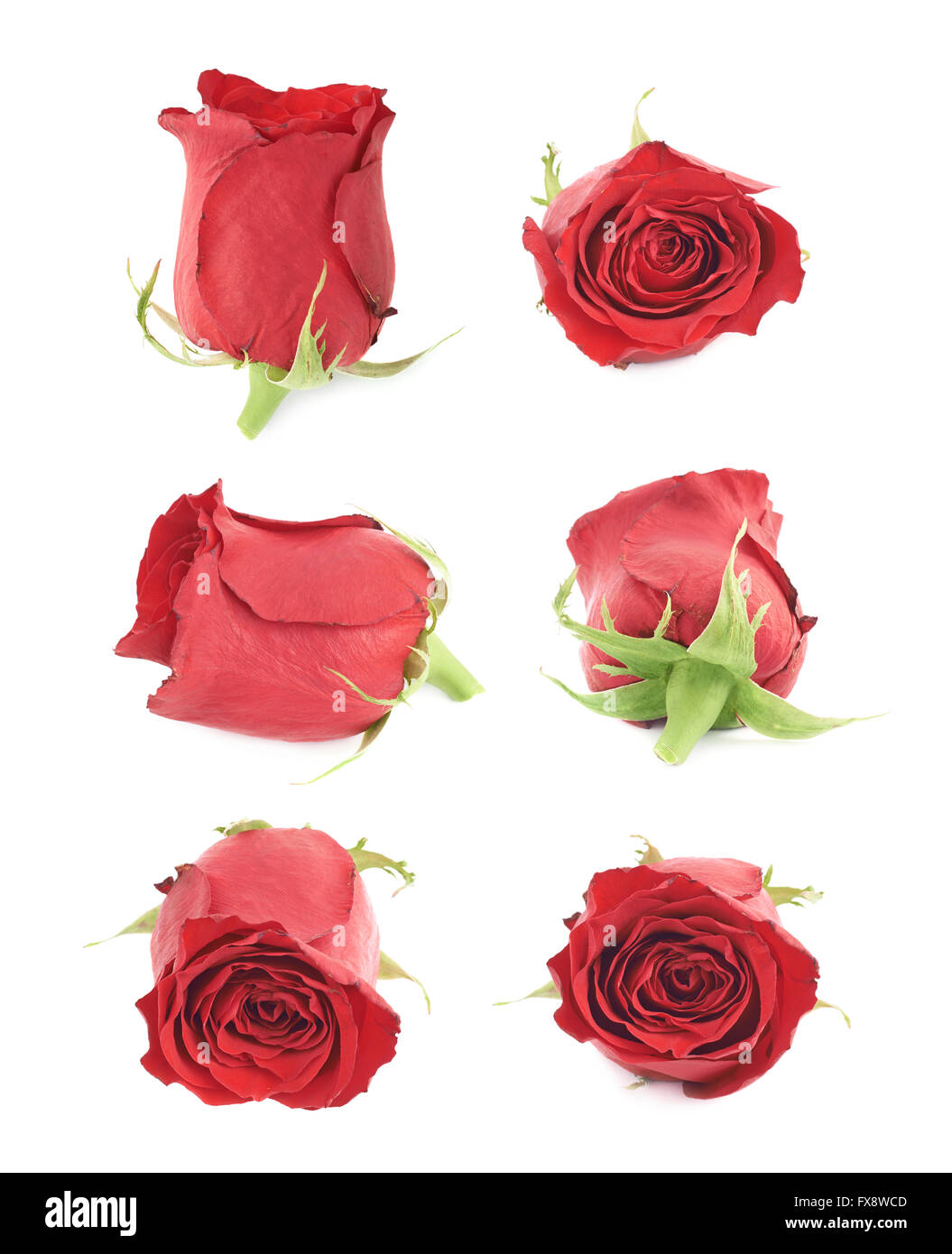 Red rose flower bud isolated Stock Photo - Alamy