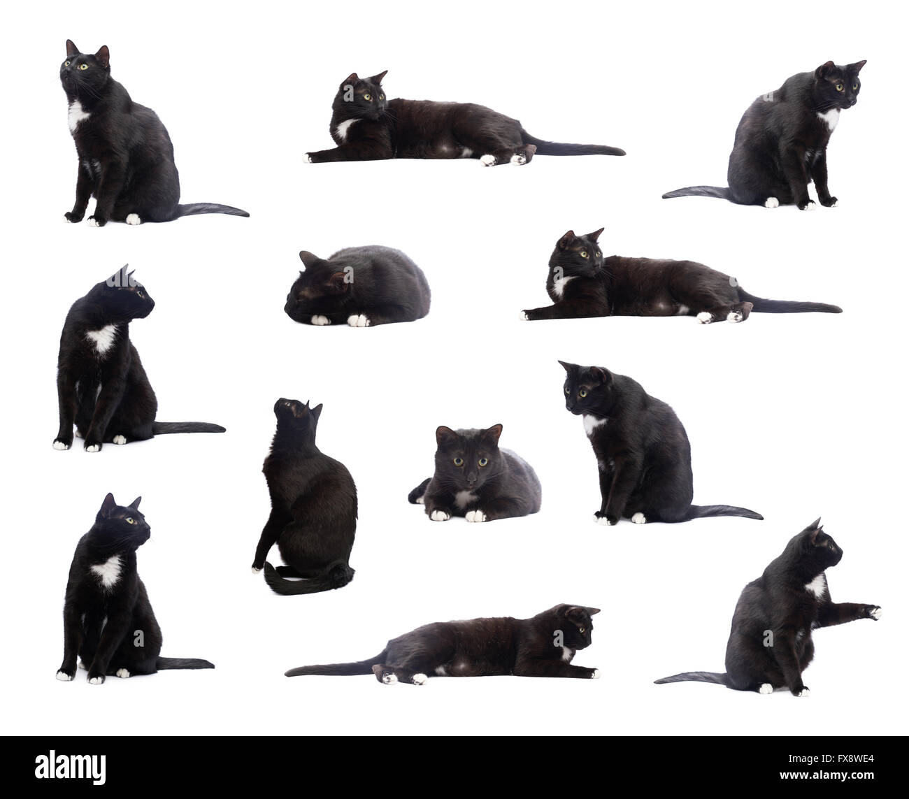 Multiple black cat images set Stock Photo - Alamy