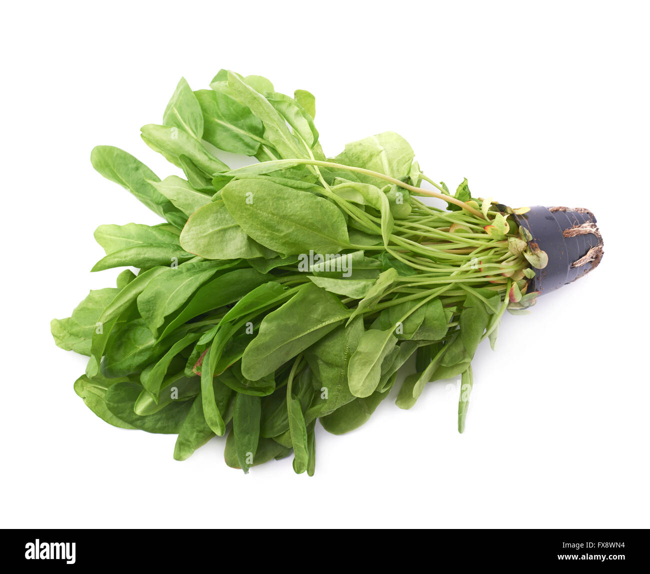 Green polygonaceae sorrel spinach dock leaves Stock Photo - Alamy