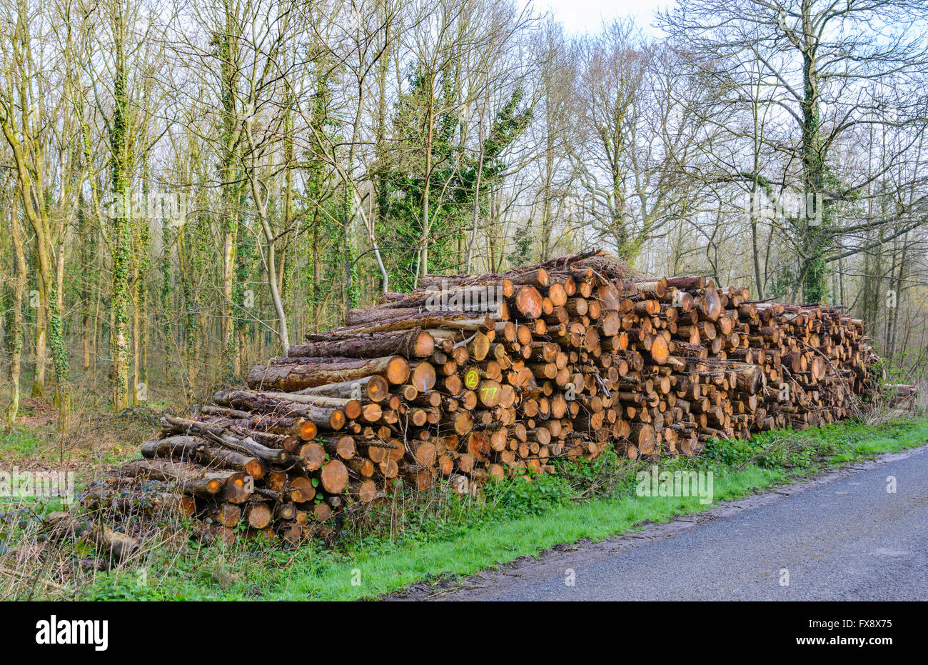 Piles logs from felled hi-res stock photography and images - Alamy