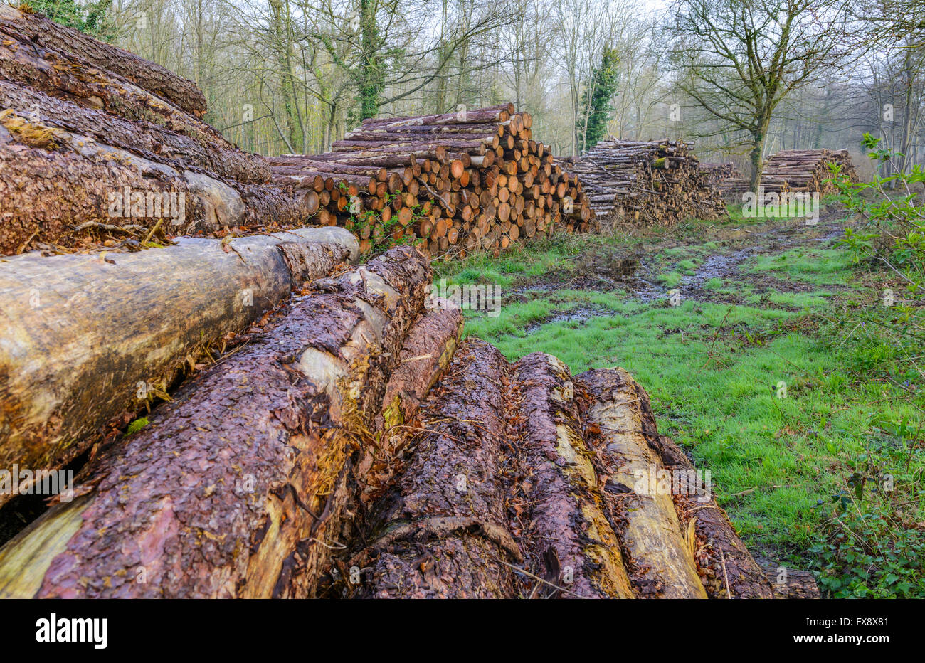 Logging pile hi-res stock photography and images - Alamy