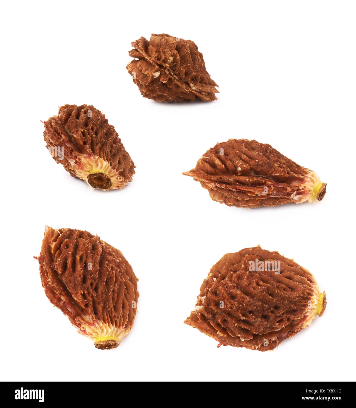 Peach pit seed isolated Stock Photo - Alamy