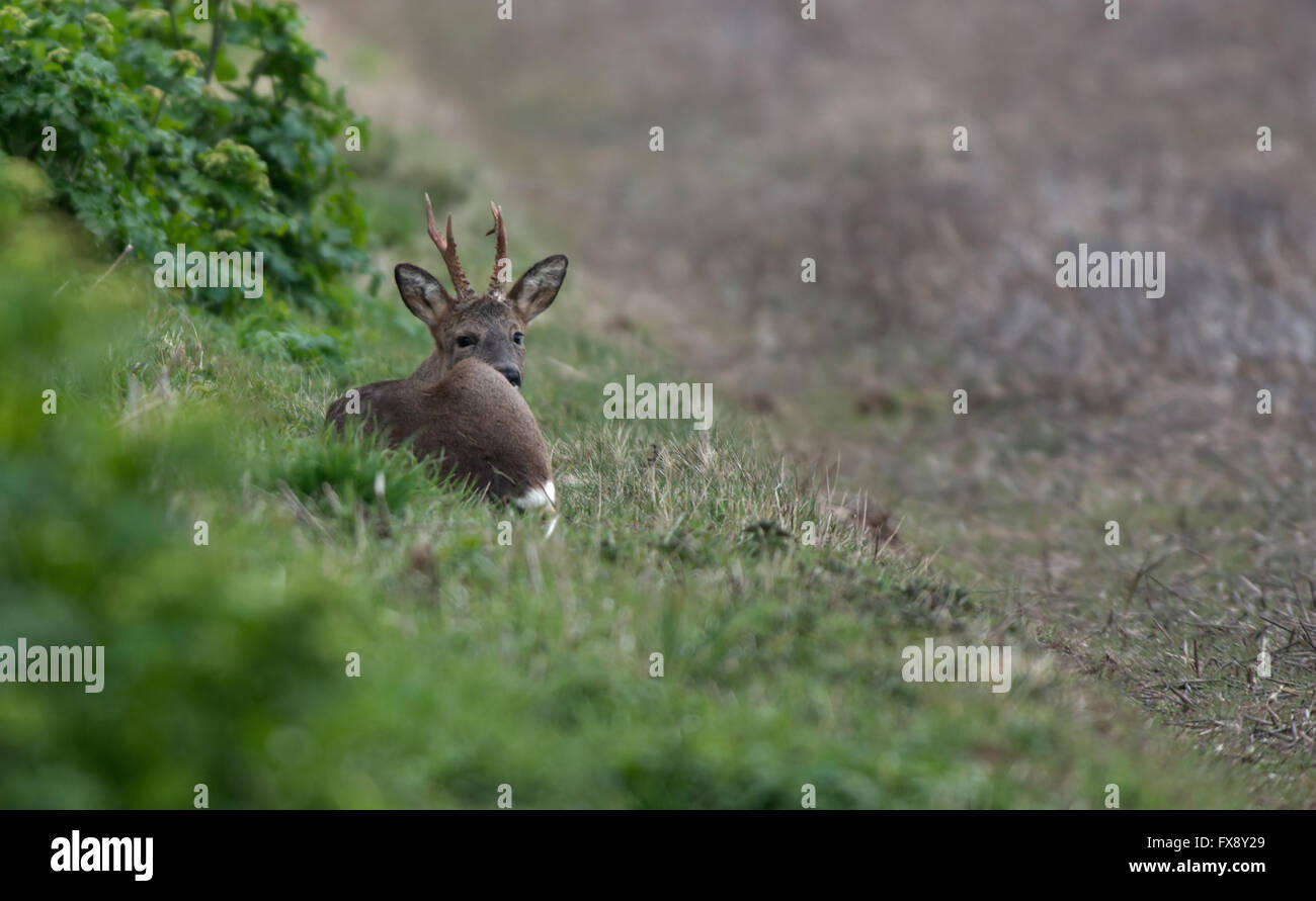 Roe Deer (Buck)-Capreolus capreolus, also known as the western Roe Deer ...