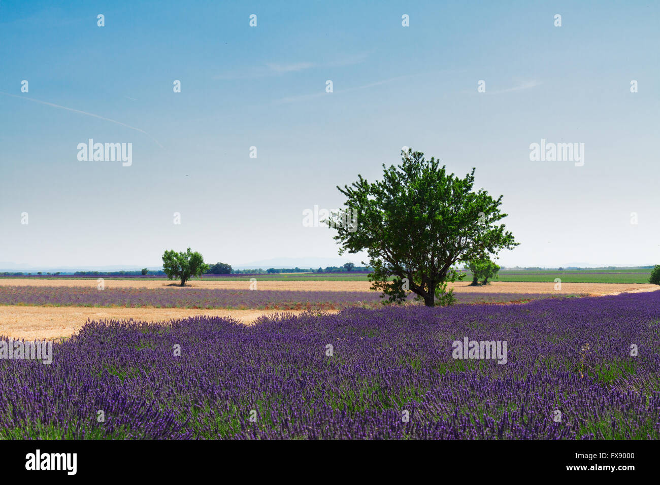 Lavender field and tree Stock Photo - Alamy