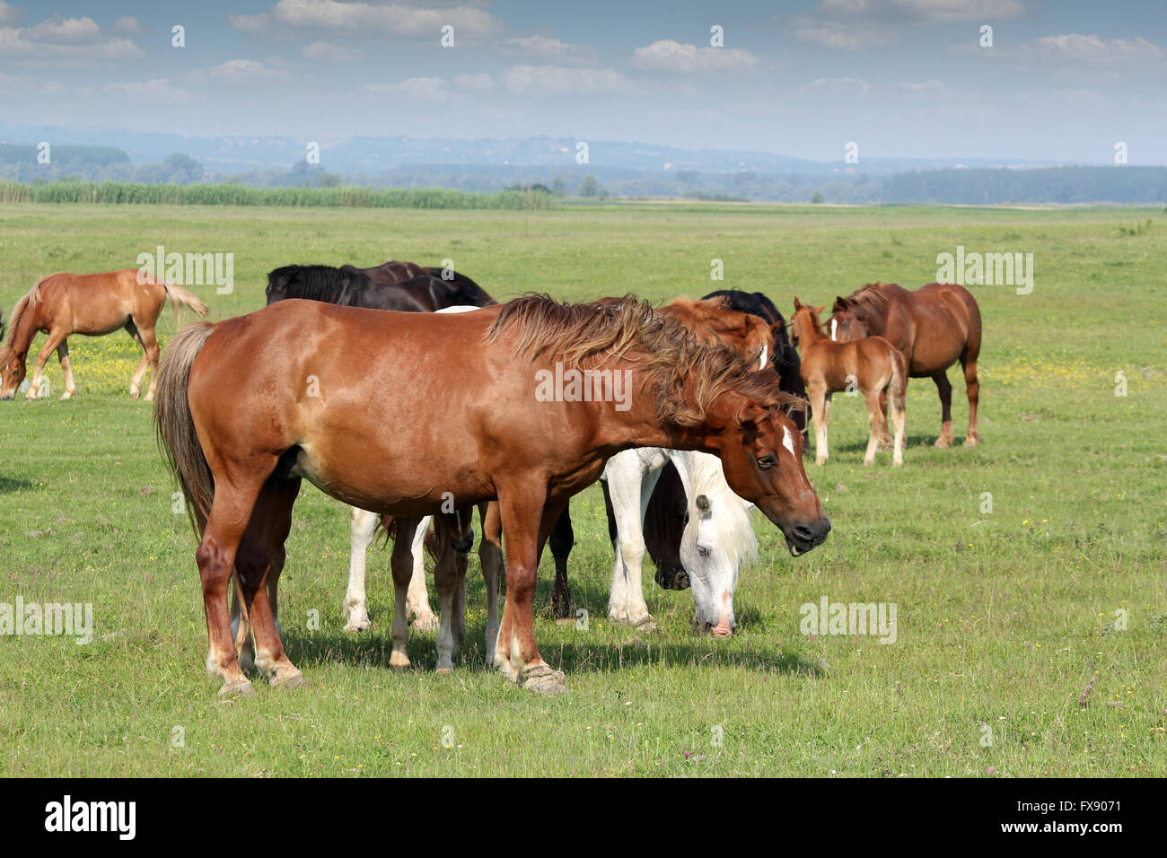 horses in pasture Stock Photo - Alamy
