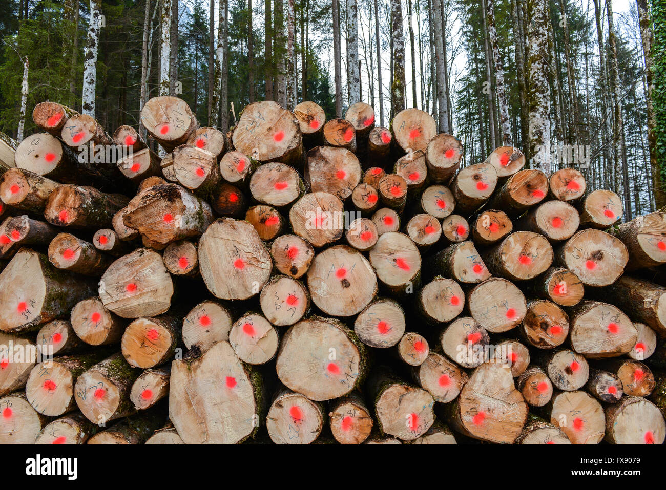 wooden logs in forest Stock Photo - Alamy