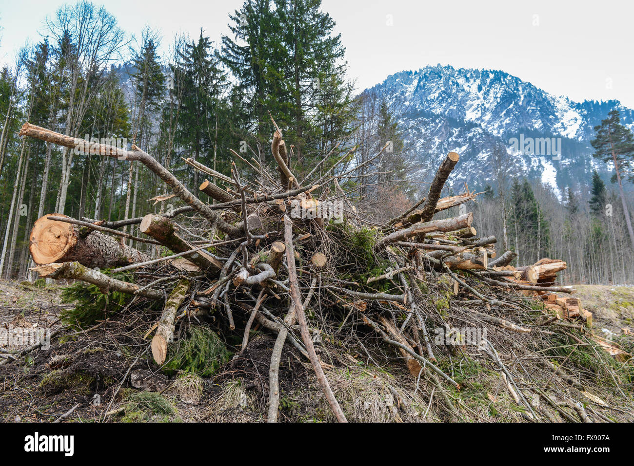 wooden logs in forest Stock Photo - Alamy