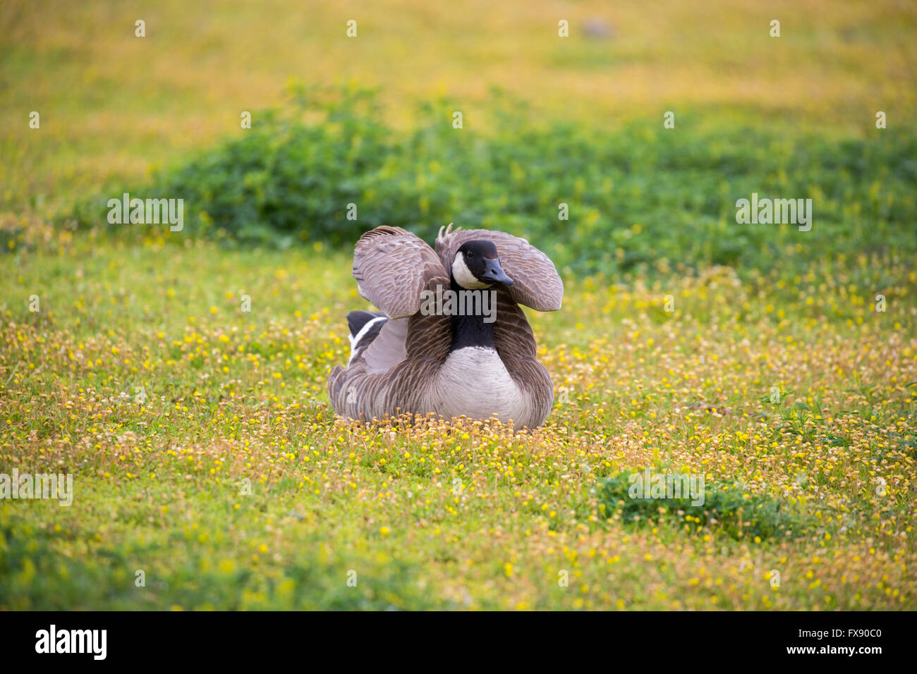 Large aggressive goose hi-res stock photography and images - Alamy