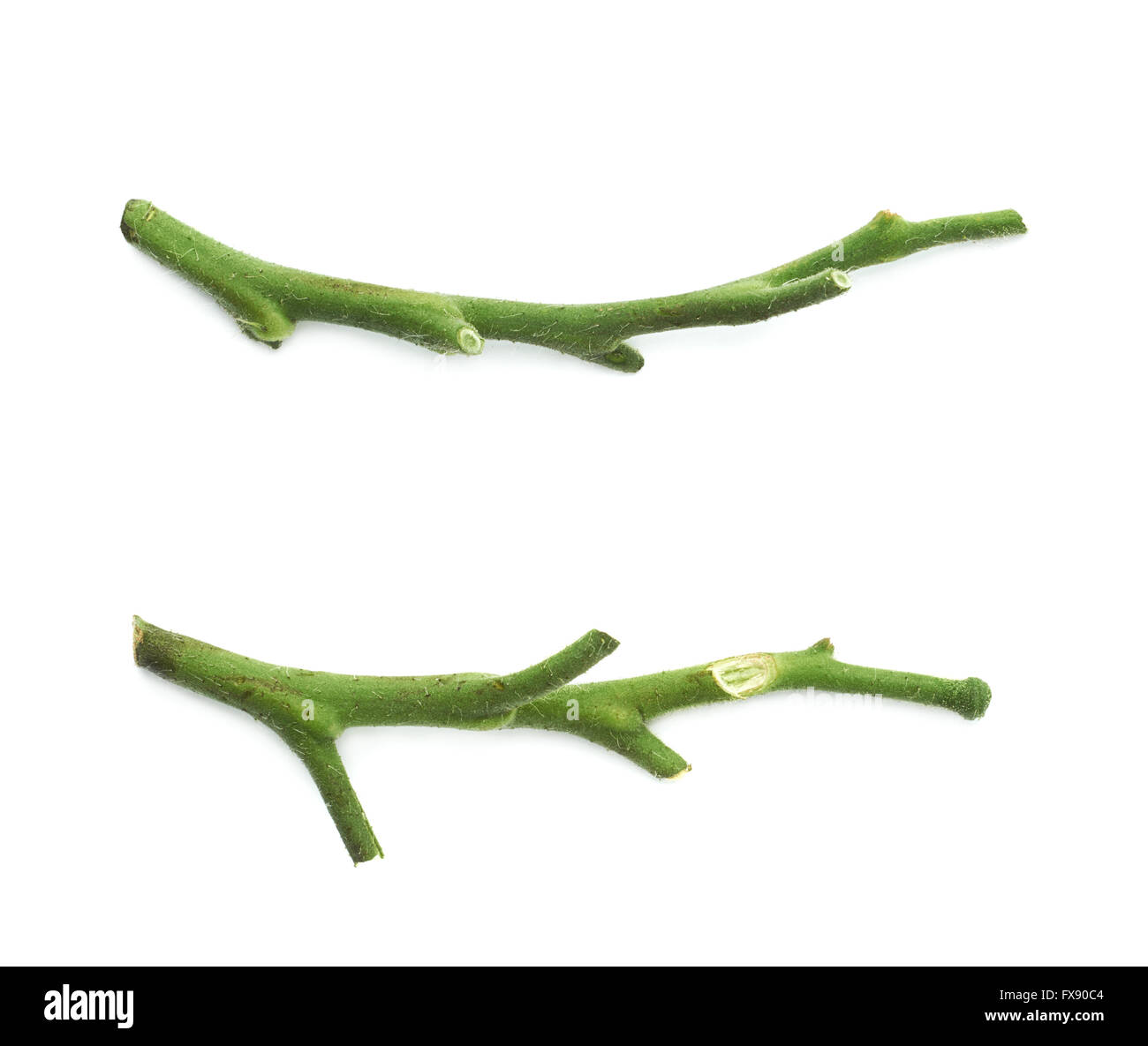 Green stems of tomato fruits isolated Stock Photo - Alamy