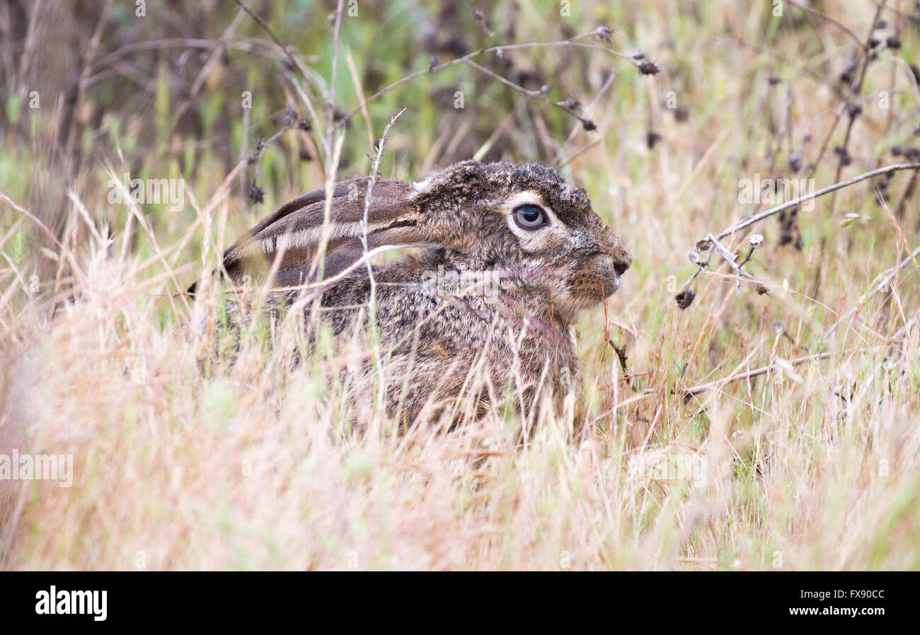 black-tailed jackrabbit (Lepus californicus) - American desert hare ...