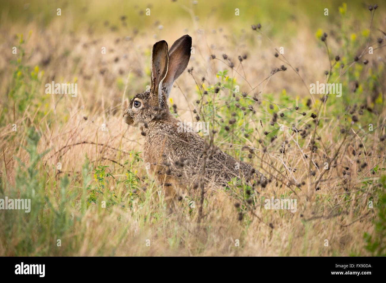 Blacktail jackrabbit hi-res stock photography and images - Alamy
