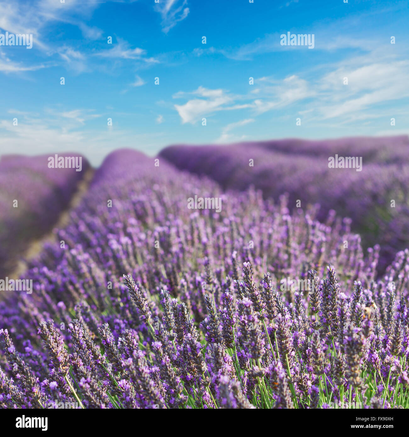 Lavender blooming field Stock Photo - Alamy