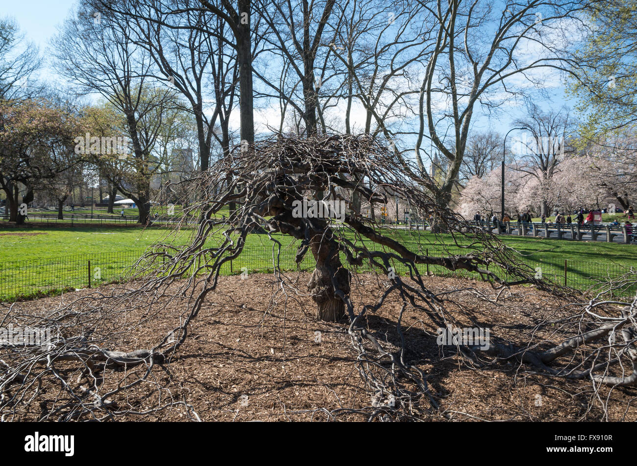 Camperdown Elm (Ulmus Glabra "Camperdownii") on East Green in Central ...