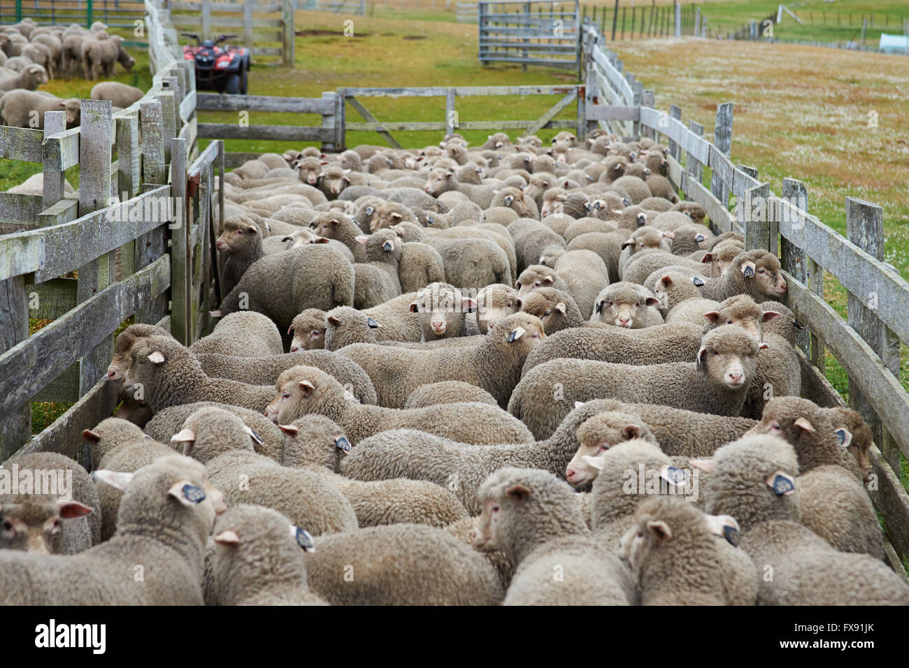 Sheep farming falklands hi-res stock photography and images - Alamy