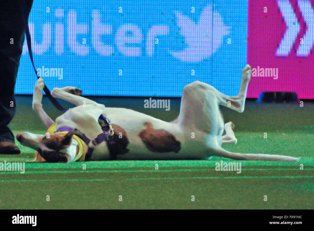 Crufts 2016 at NEC Birmingham - Day 3 Featuring: Bella Where: Birmingham, United Kingdom When ...