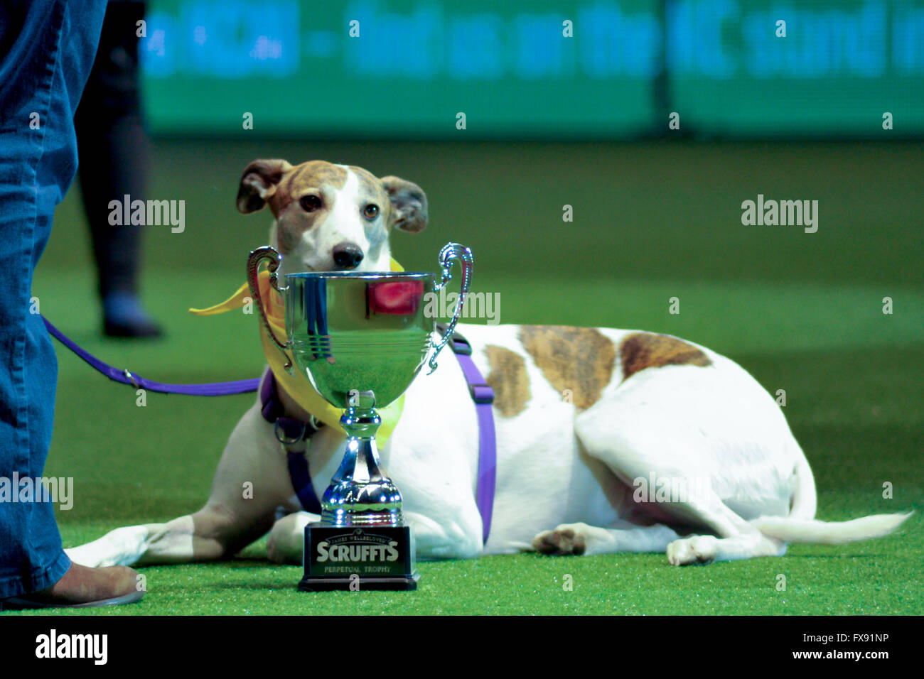 Crufts 2016 at NEC Birmingham - Day 3 Featuring: Bella Where ...